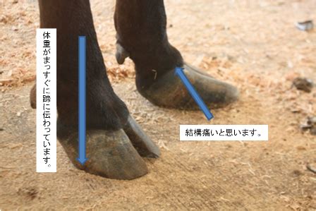 Hoof Japaneseclass Jp