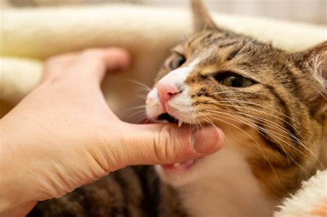 ちょっと待って！！動物看護士が教える猫を飼う前に知っておきたい猫の事 ペピイ提携サイト｜ペットファン