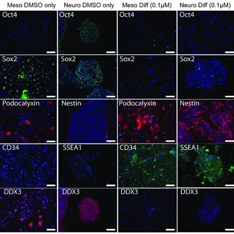 DDX3 Inhibition Promotes HESC Differentiation After 4 Days In Culture