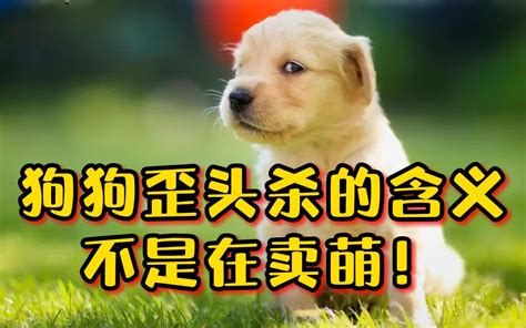 狗狗歪头杀的真正含义并不是在卖萌 哔哩哔哩