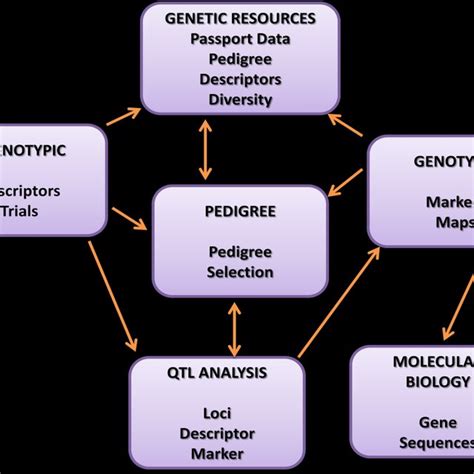 Diagramatic Flow Chart Of Sorghum Variety Development Download Scientific Diagram