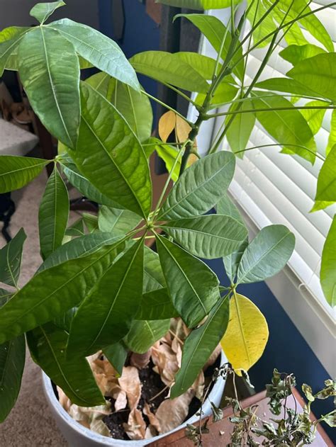 A Little Paniced About My Dollar Plant Rhouseplants