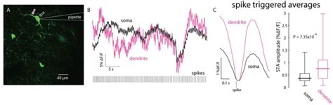 Dendritic Calcium Transients Are Larger Than Somatic Ones A 2plsm