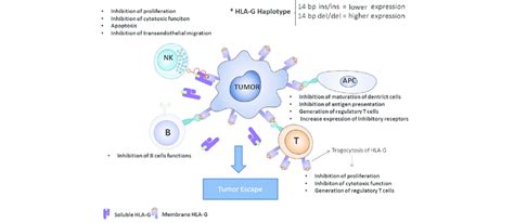 Hla G Polymorphism And Properties Towards Immune Cells ⁄ The 3 0 Utr Download Scientific