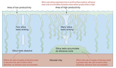 What Are The Characteristics Of Biogenous Sediment Studyhub