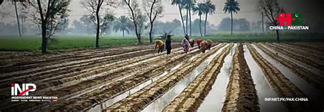 Spring Sowing Of Sino Maize Soybean Intercropping Tech Completed Inp