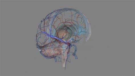 Premium Photo He Middle Cerebral Veins The Superficial Middle
