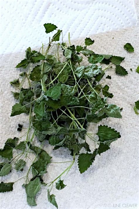 how to dry fresh catnip in two minutes your purrfect kitty