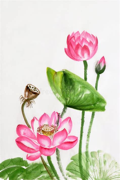 莲花水彩绘画 库存例证 插画 包括有 纸张 绿色 本质 华丽 绽放 莲花 横向 室外 东方 55241958