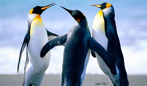 Jak Dobrze Znasz Scp Samequizy