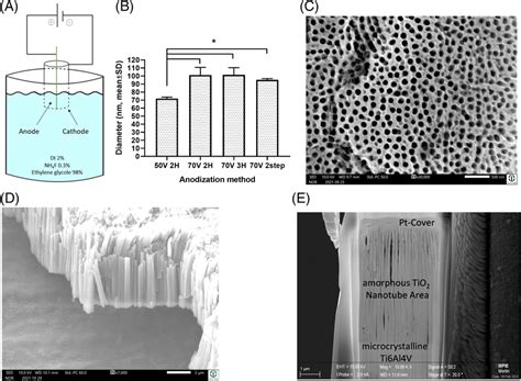 Titanium Anodization Process And Nanotube Morphology A Schematic Download Scientific Diagram