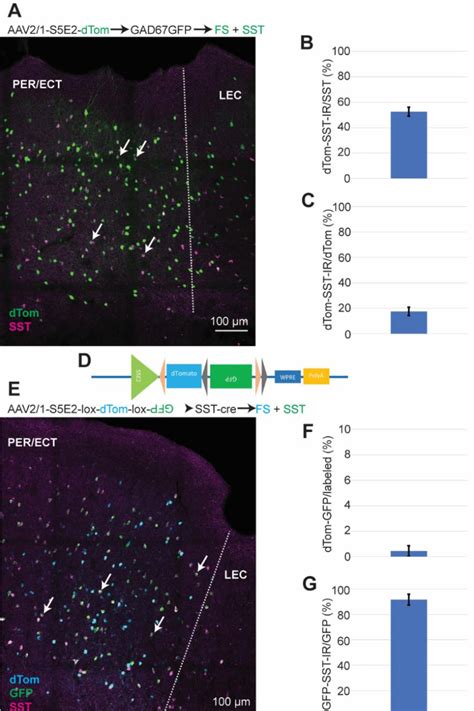 intersectional viral strategy to label fast spiking neurons while