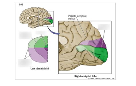 Diagram Of Visual Cortex Quizlet