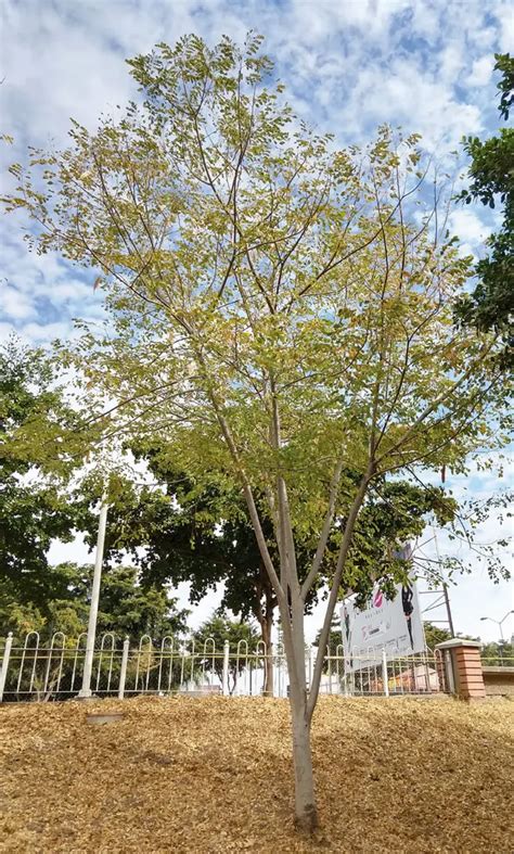 Capiro Un árbol Misterioso Y Maravilloso Guía De Arbolado