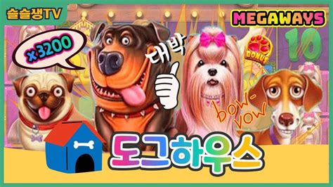 슬롯 프라그마틱 도그하우스 메가웨이즈 도메가 레이닝 3200배 슬롯잭팟 실시간슬롯 슬롯대박 Pragmatic Play 슬슬생 슬롯 슬롯머신 Youtube