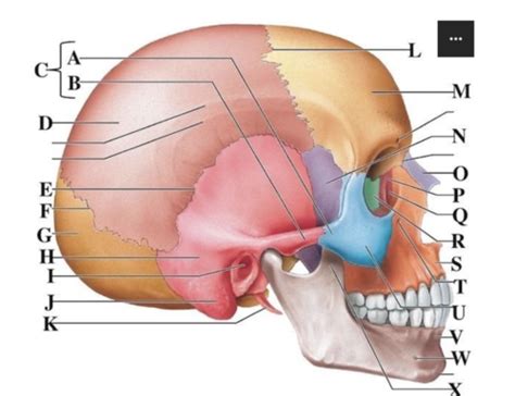 Anatomy Lecture Exam 2 Flashcards Quizlet