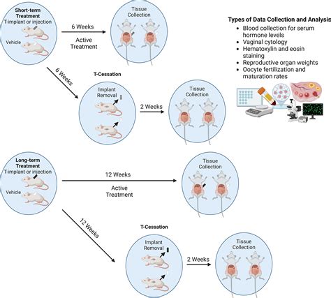 Effects Of Transmasculine Gender Affirming Hormone Therapy On Future Reproductive Capacity