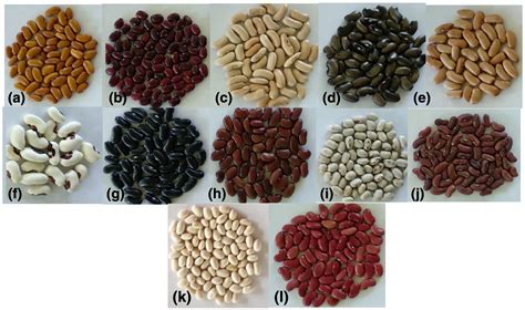 Characterization Of Common Bean Phaseolus Vulgaris L Germplasm For Morphological And Seed