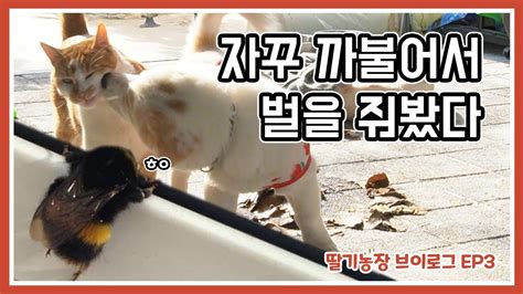 딸기농장 새로운 직원 호박벌 [청년농부 딸기농장 V Log] Youtube