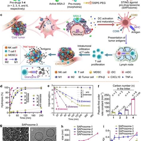 Stimulator Of Interferon Gene Sting Activating Liposomal Vesicles Download Scientific Diagram