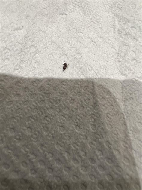 what bug is this these suddenly started appearing after over a year of