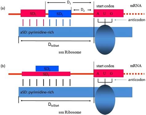 Schematic Model Of Sd Asd Interaction Illustrating Dtostart A And B Download Scientific
