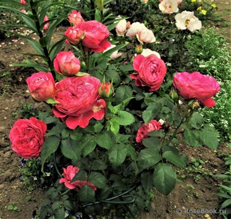 Галерея - Centenaire de l'Haÿ-les-roses ® (Mascenthay) - Энциклопедия роз