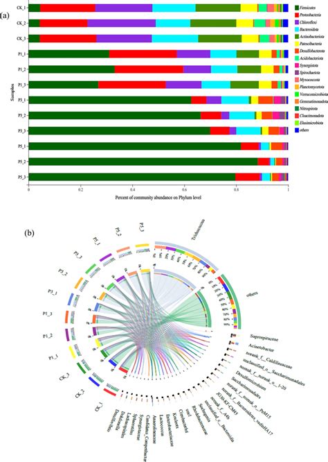 Phylum Level A And Genus Level B Classification Of Bacterial