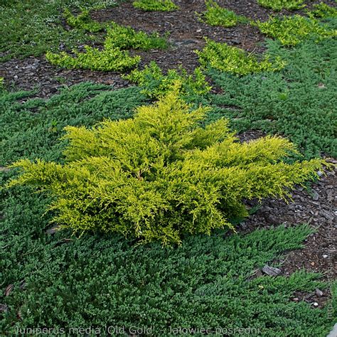 Plant Gallery Encyklopedia Roślin Juniperus Media Old Gold Jałowiec Pośredni