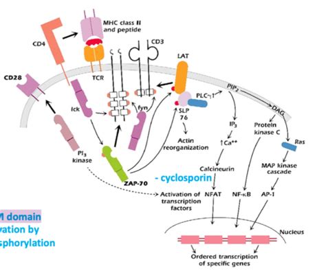 Antigen Presentation MHC And T Cell Biology TEST 2 Flashcards Quizlet
