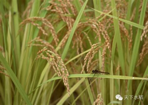 稻子熟了 稻亦有道 新农资360网 土壤改良 果树种植 蔬菜种植 种植示范田 品牌展播 农资微专栏