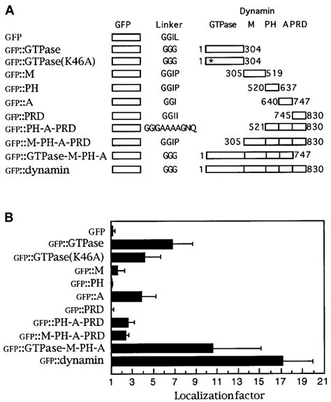 Localization Of Gfp Dynamin Chimeras In Alm Neurons A Diagram Of