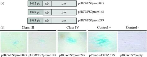 Functional Characterization Of Sugarcane Mustang Domesticated Transposases And Comparative