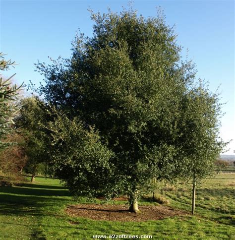 The Key Characteristics Of The Coast Live Oak