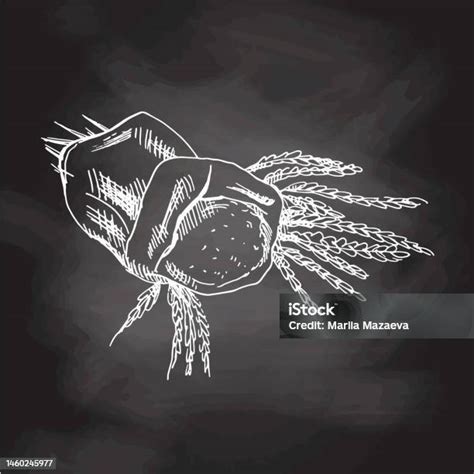 밀가루와 밀 스케치 드로잉의 작은 이삭이 든 가방 벡터 손으로 그린 빵집 그림입니다 칠판 벡터 손으로 그린 그림 상세한 복고풍 스타일 이미지 레이블용 빈티지 스케치 가방에