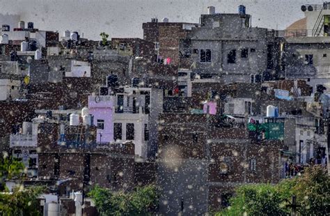 Locust Threat In Jaipur Rajasthan Tiddi Dal Attack 2020 जयपुर में दिनभर रही आसमानी आफत बचने