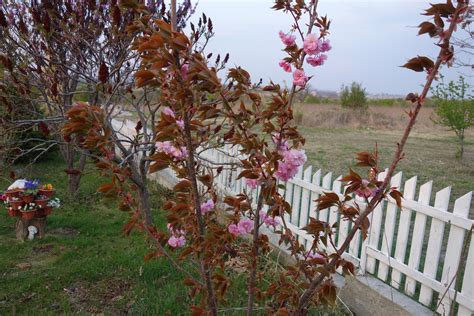 Японска вишна Градинарски албуми Без мотика