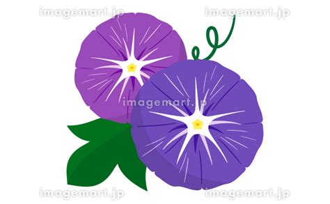シンプルで使いやすい夏のシンボル、紫色の朝顔の花のベクターイラスト素材単品 [215831017] イメージマート