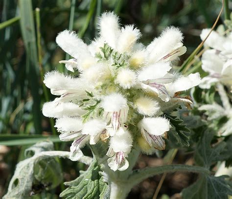 Панцерия шерстистая: применение, рецепты, свойства, противопоказания ...