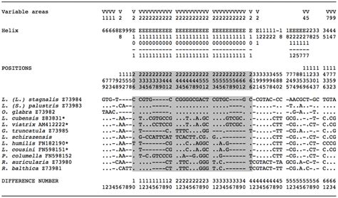 Nucleotide Differences In A Total Of 64 Variable Positions Found In The