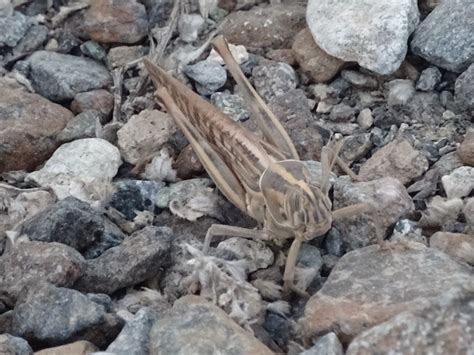 Schistocerca Gregaria Gregaria