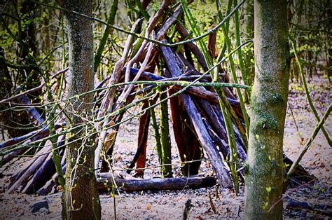 Premium Photo Tree Trunk On Branch
