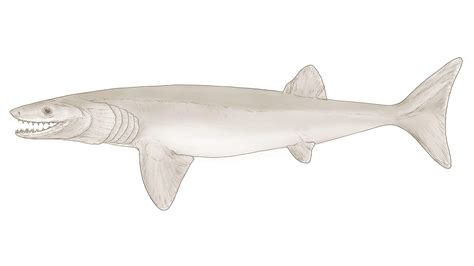 New 326 Million Year Old Shark Like Fossil Species Named Amnh