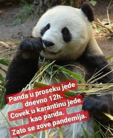 armin bjelic instagram