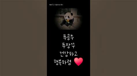푸바오 생일 축하해 할부지의 편지 푸바오 판다 힐링 Youtube