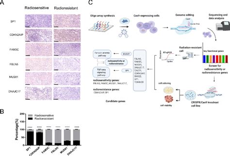 Schematic Diagram Of Genome Wide Crispr Cas9 Screening Principle And