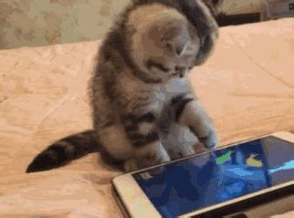 スマホで遊ぼう そのネコを自分へ