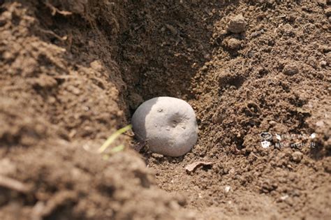 봄감자 심기 씨감자 심는방법 감자심는시기 네이버 블로그