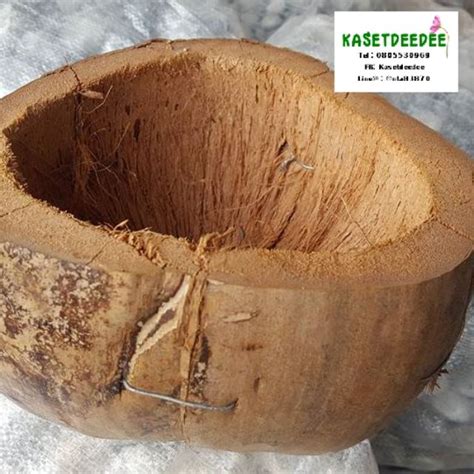 กระถางกาบมะพร้าว ปลูกกล้วยไม้ ไม้ดอก ไม้ประดับ Shopee Thailand