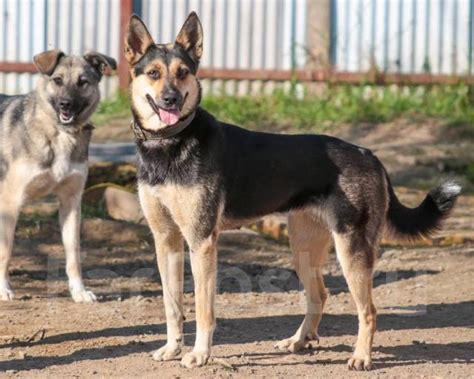 Собака в добрые руки в Хабаровске
